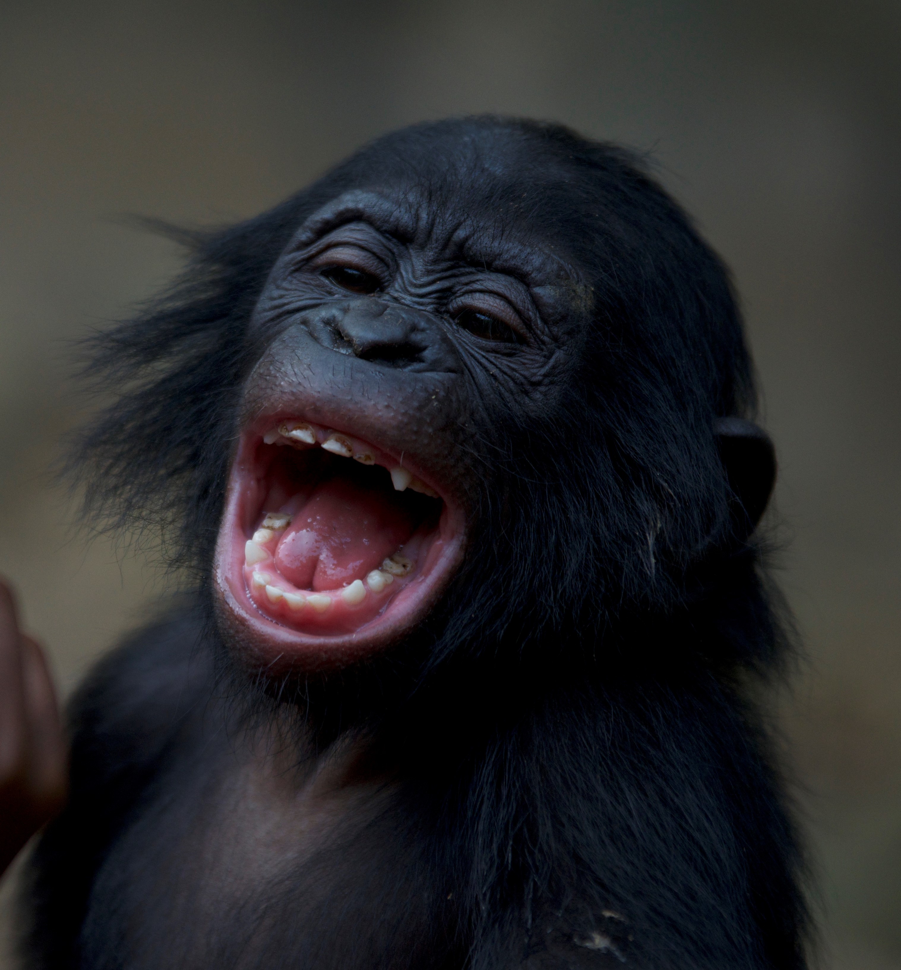 Ape signals description - GApS